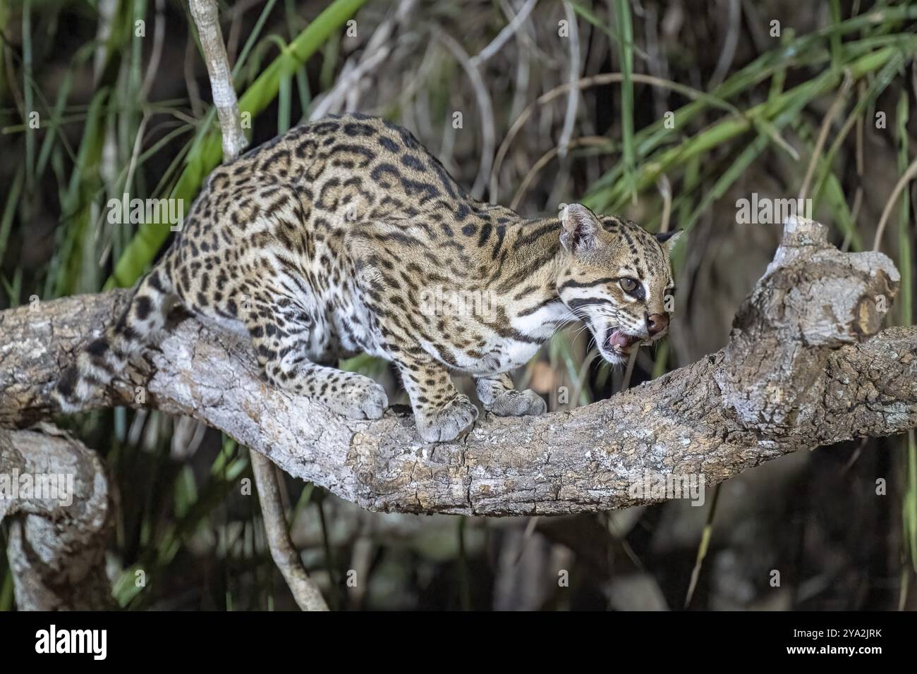 Ocelot (Leopardus pardalis), at night, sitting on a branch, Pantanal ...