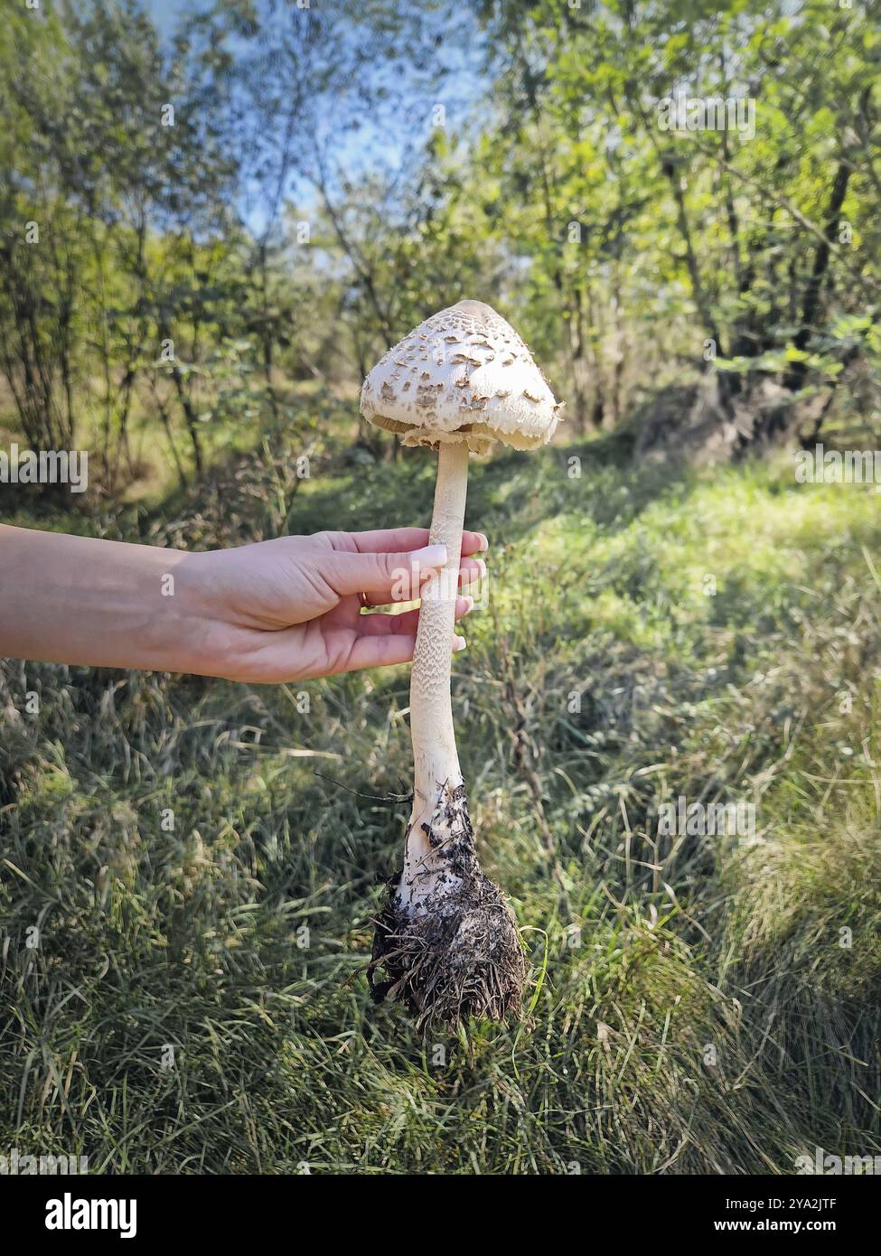 Parts of mushroom hi-res stock photography and images - Alamy