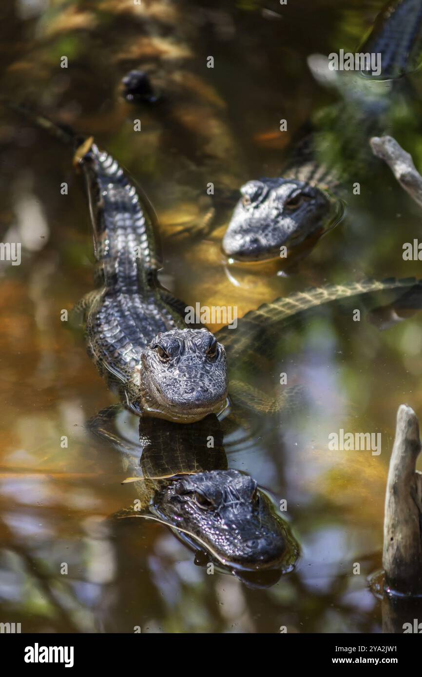 Wild Aligators in a Florida Mangrove Swamp, USA, North America Stock ...