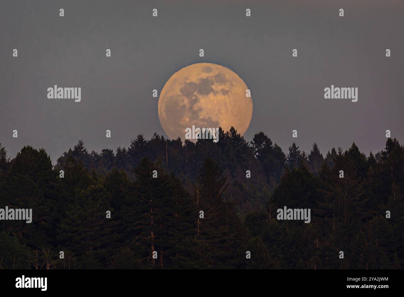The rising full moon over a northern California forest Stock Photo - Alamy