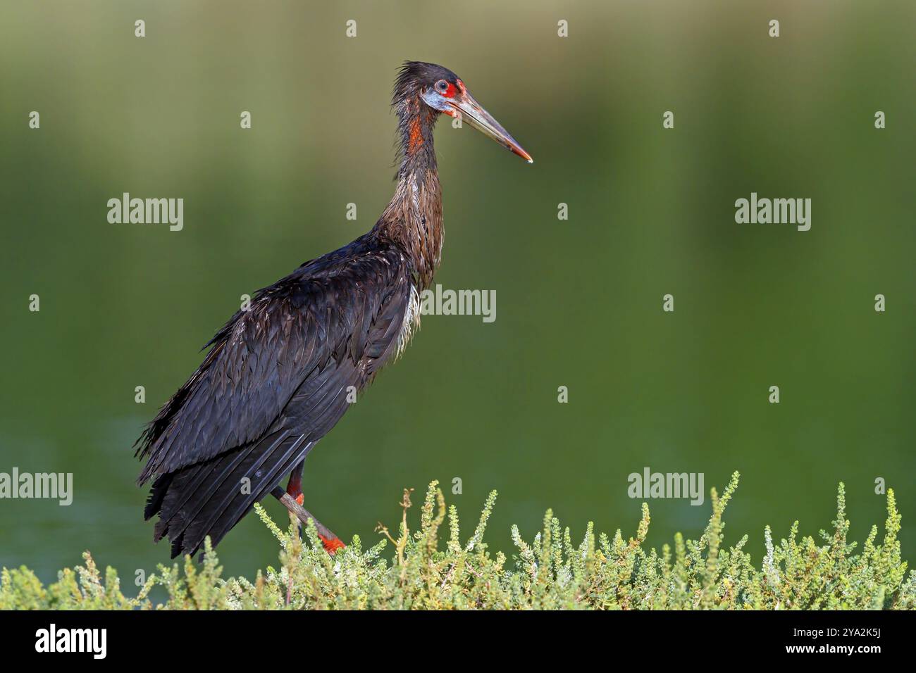 Abdim's stork, rain stork, Abdim, (Ciconia abdimii), African stork ...