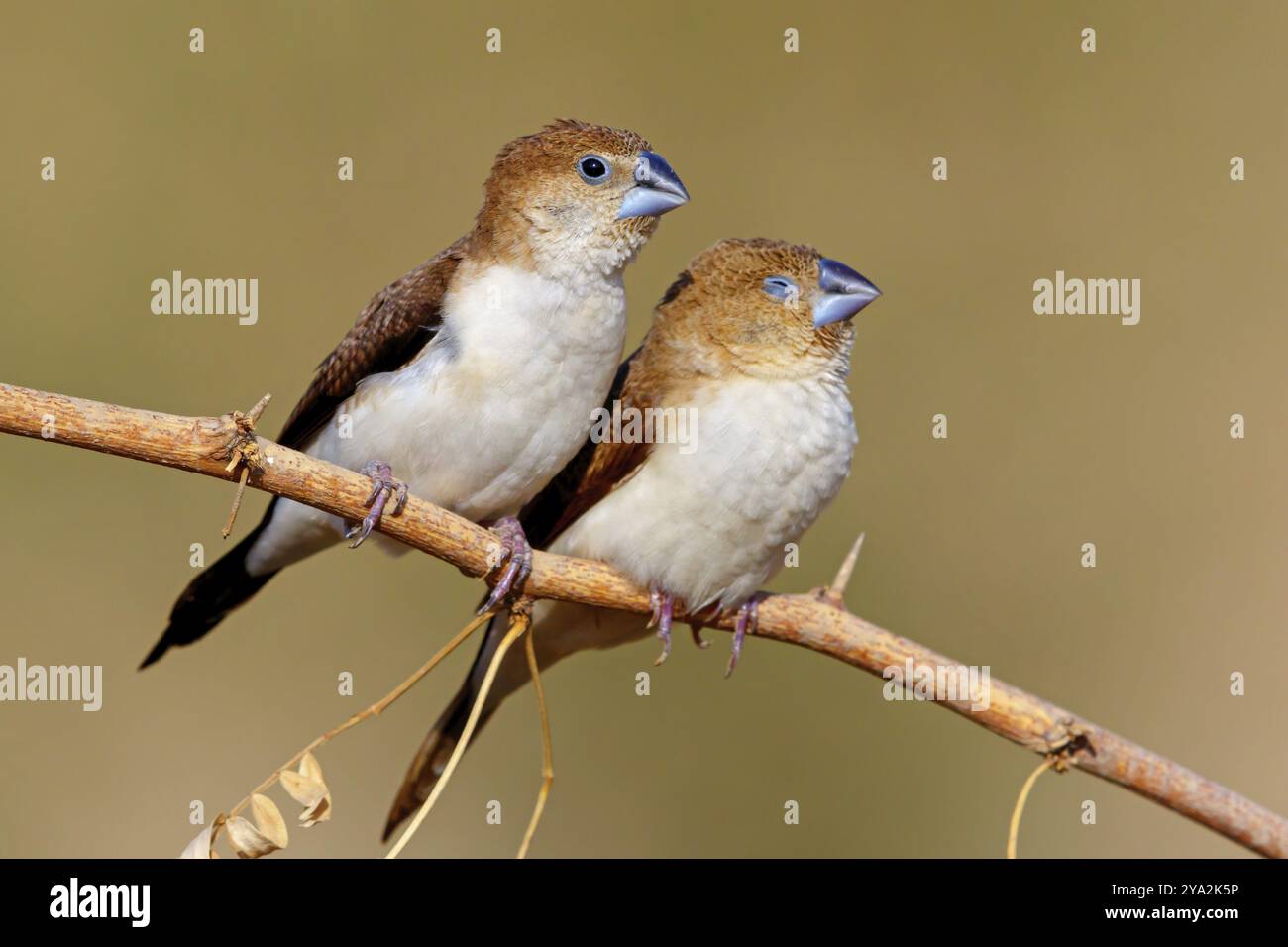 African silverbill, silver beak, silver pheasant, trusting bird ...