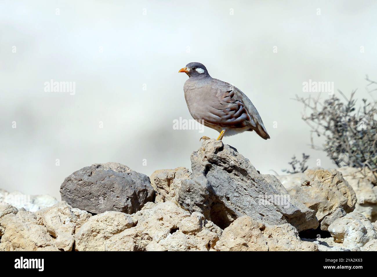 Arabian desert partridge, (Ammoperdix heyi), eastern sand grouse ...
