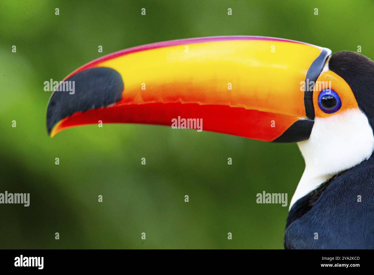 Giant toucan (Ramphastos toco) Pantanal Brazil Stock Photo - Alamy