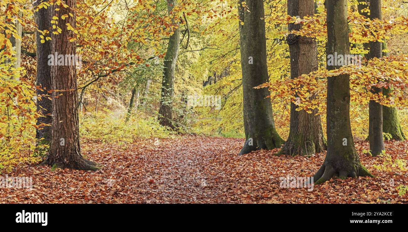 Temperate Deciduous Forest Pearltrees 51 Temperate Deciduous Forest