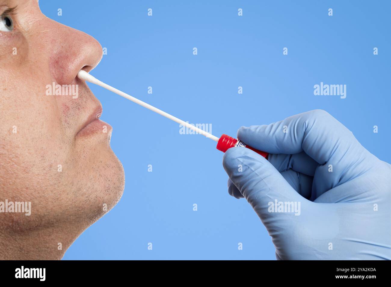 Doctor performs a nasal swab test with a cotton swab Stock Photo - Alamy
