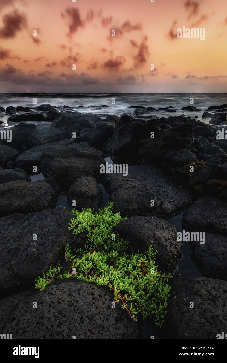 A plant grows in lava rocks under a dramatic sunset looking over the ...