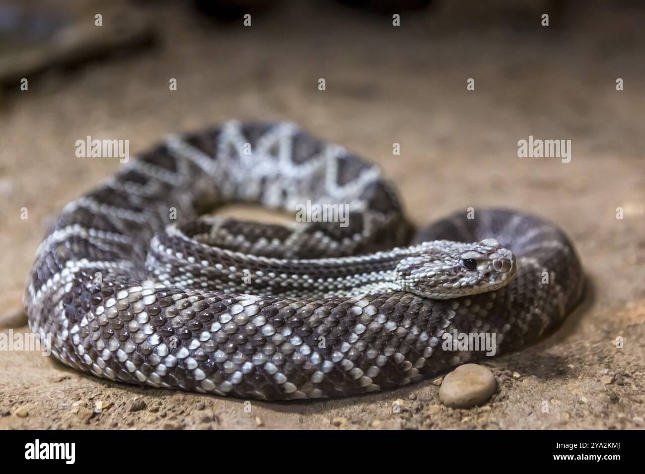 Rattlesnake, Crotalus atrox. Western Diamondback. Dangerous snake Stock ...