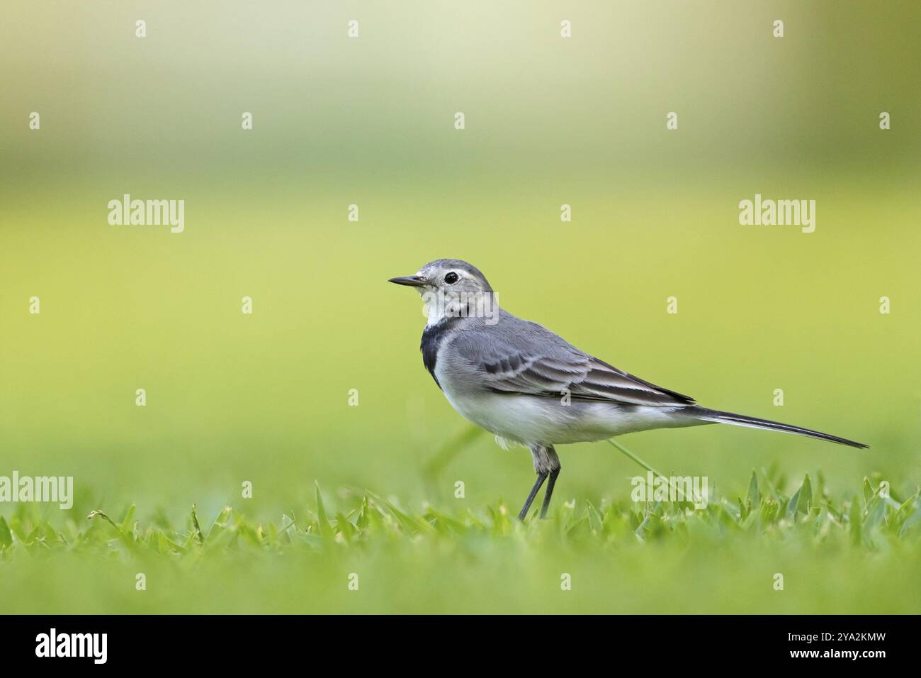 White wagtail, (Motacilla alba), songbird, Al Qurm Park, Muscat, Muscat ...