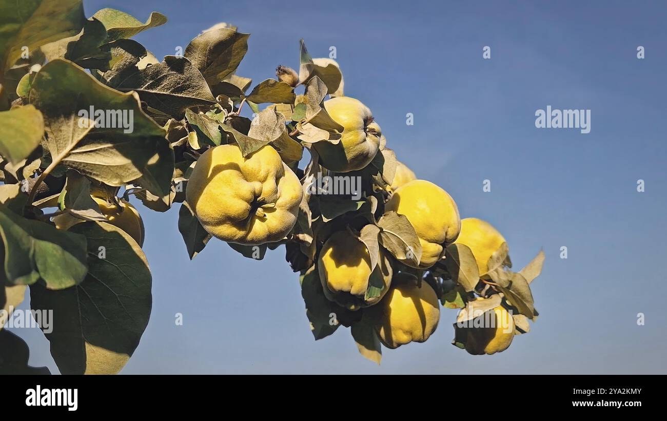 A branch of quince tree with ripe yellow fruits against a clear blue ...