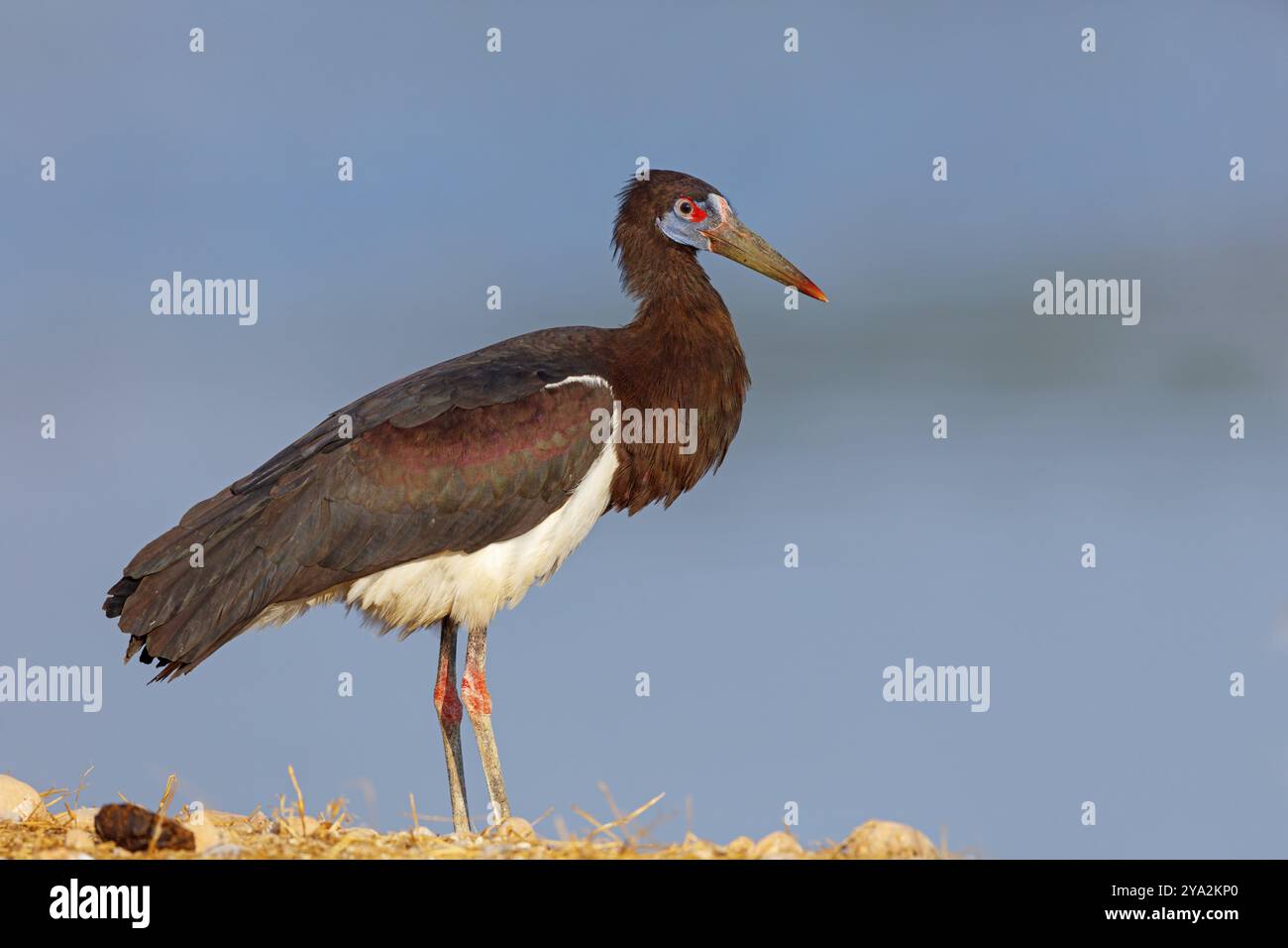 Abdim's stork, rain stork, Abdim, (Ciconia abdimii), African stork ...