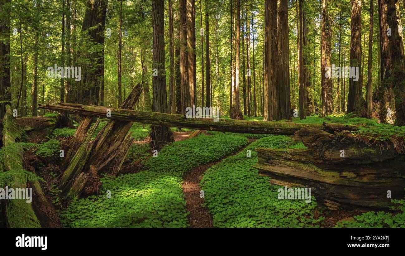 Color image of a redwood forest. Northern California, USA, North ...
