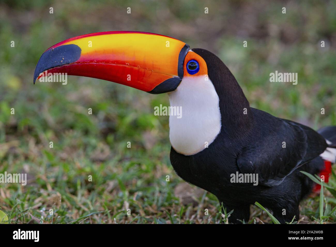 Giant toucan (Ramphastos toco) Pantanal Brazil Stock Photo - Alamy