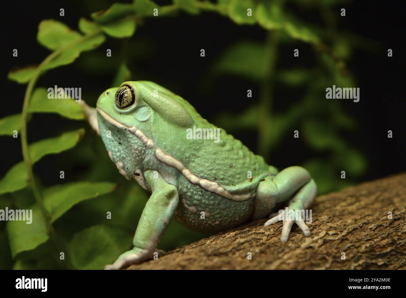 Waxy monkey frog Stock Photo - Alamy