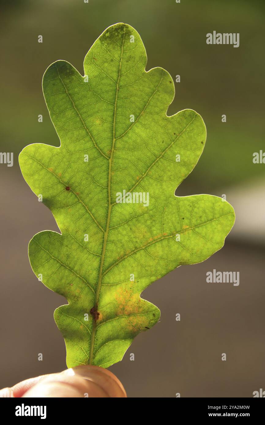 Single oak leaf in the sunshine Stock Photo - Alamy