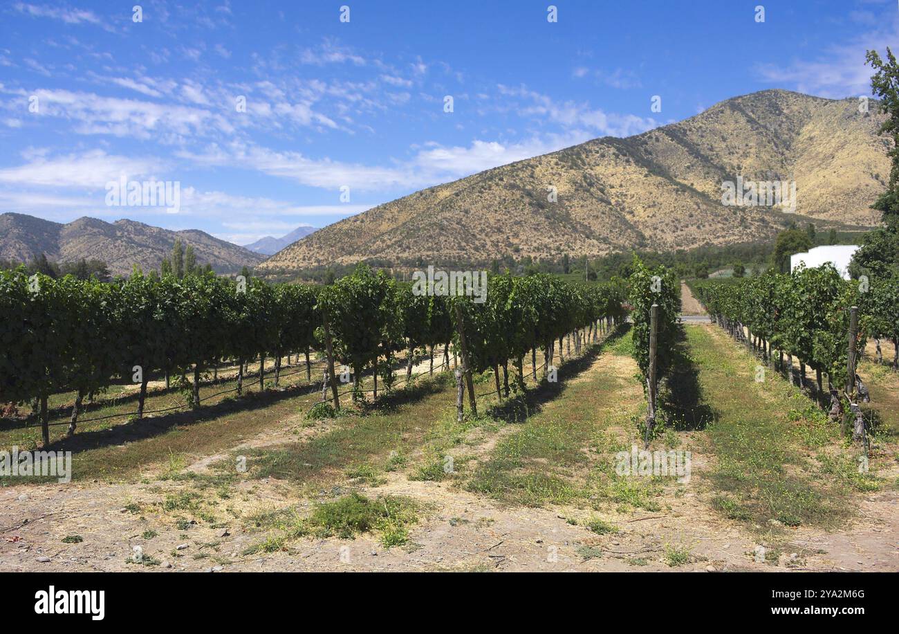 Santa Rita Winery Tour. Discover this historic winery located at the ...