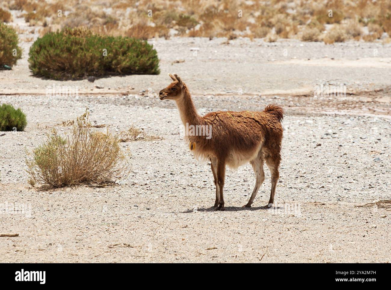 Area salta province argentina hi-res stock photography and images - Alamy