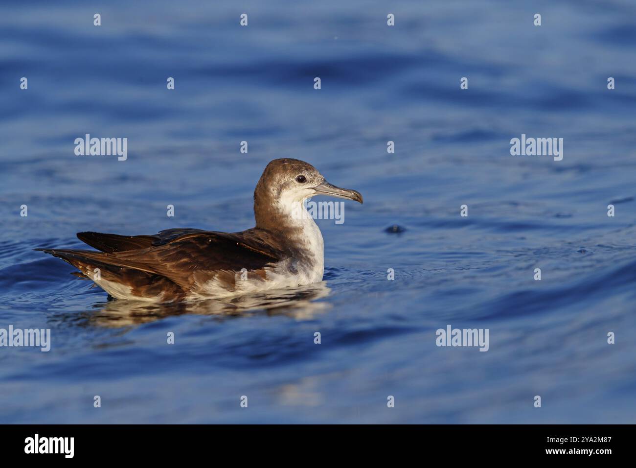 Arabian Shearwater, Persian Shearwater, (Puffinus persicus), family of ...