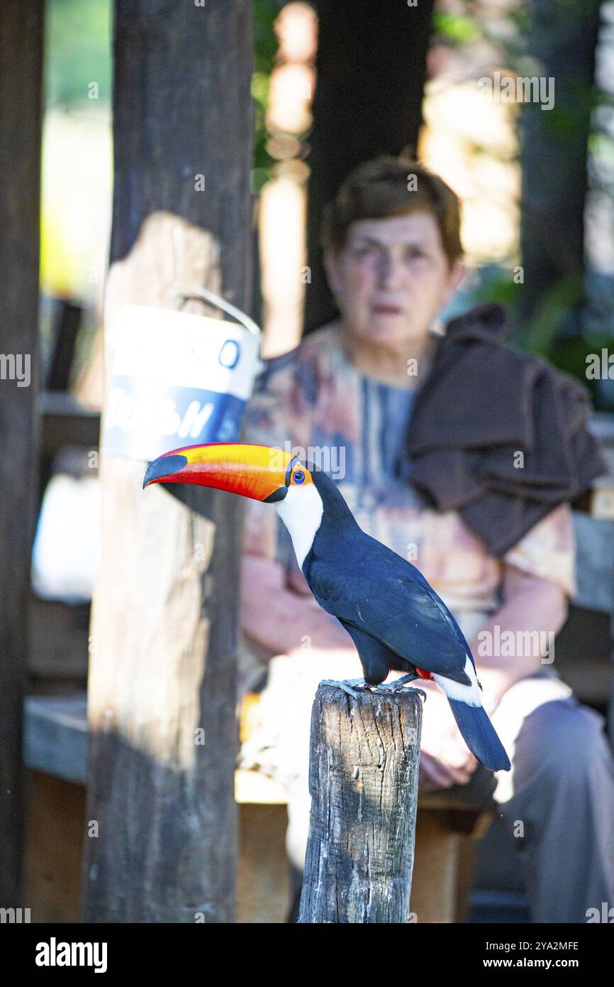 Two giant toucans hi-res stock photography and images - Alamy