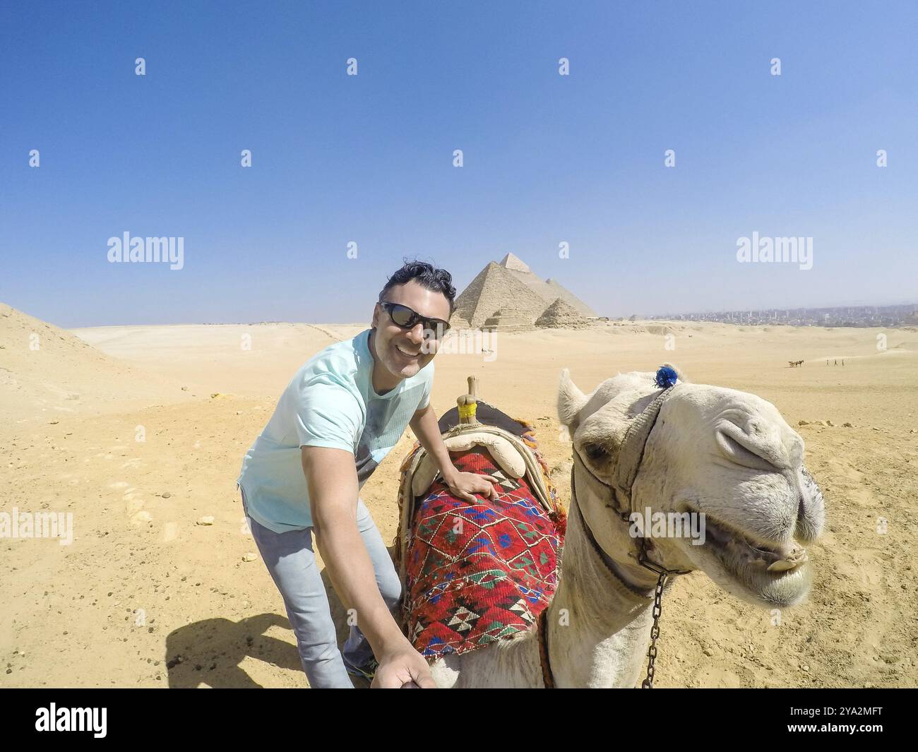 Selfie with camel smiling at the pyramids. Cairo in Egypt Stock Photo ...