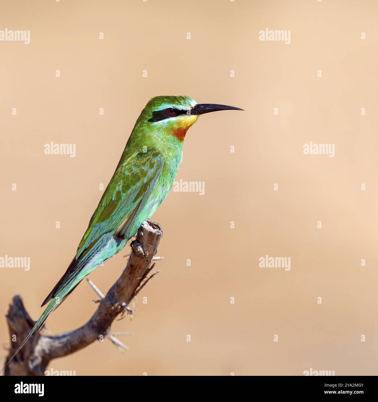 Blue-cheeked Bee-eater, (Merops persicus), family of bee-eaters, bird ...