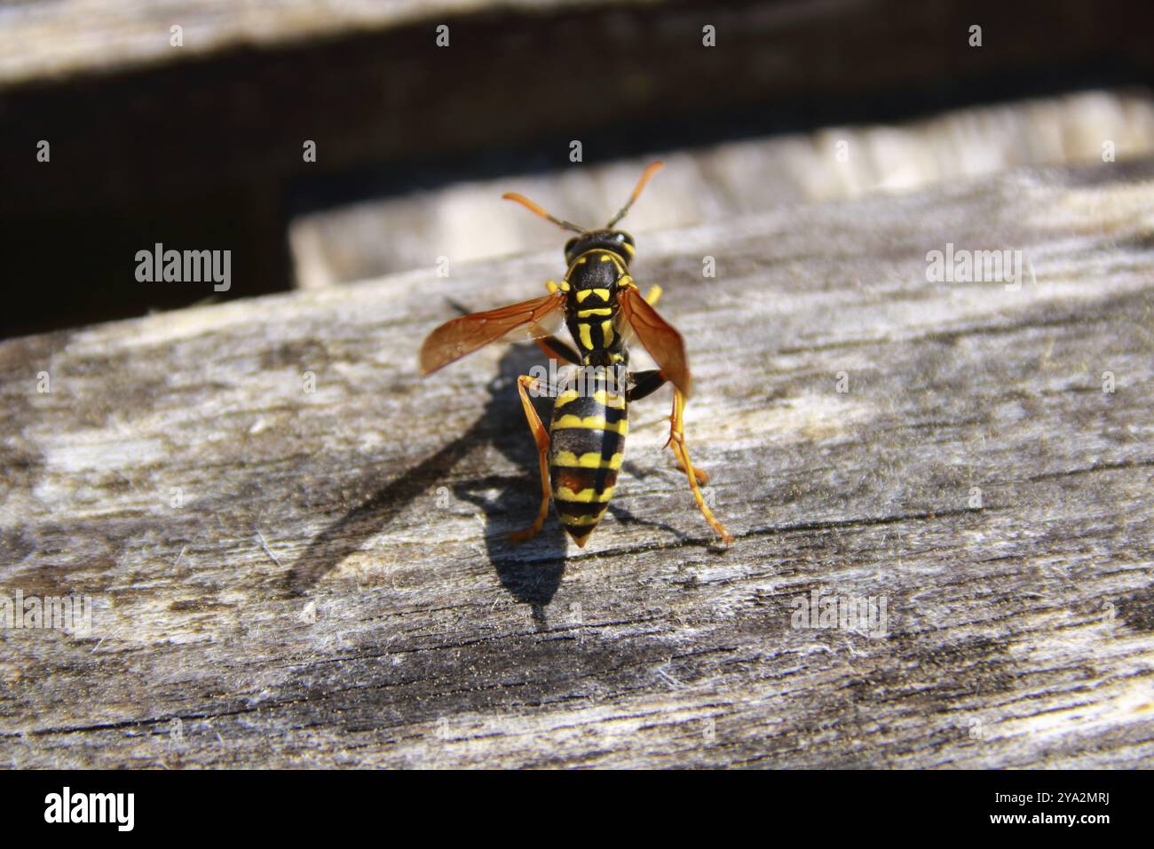 Wasps in the sunlight hi-res stock photography and images - Alamy