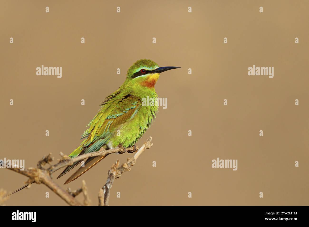 Blue-cheeked Bee-eater, (Merops persicus), family of bee-eaters, bird ...