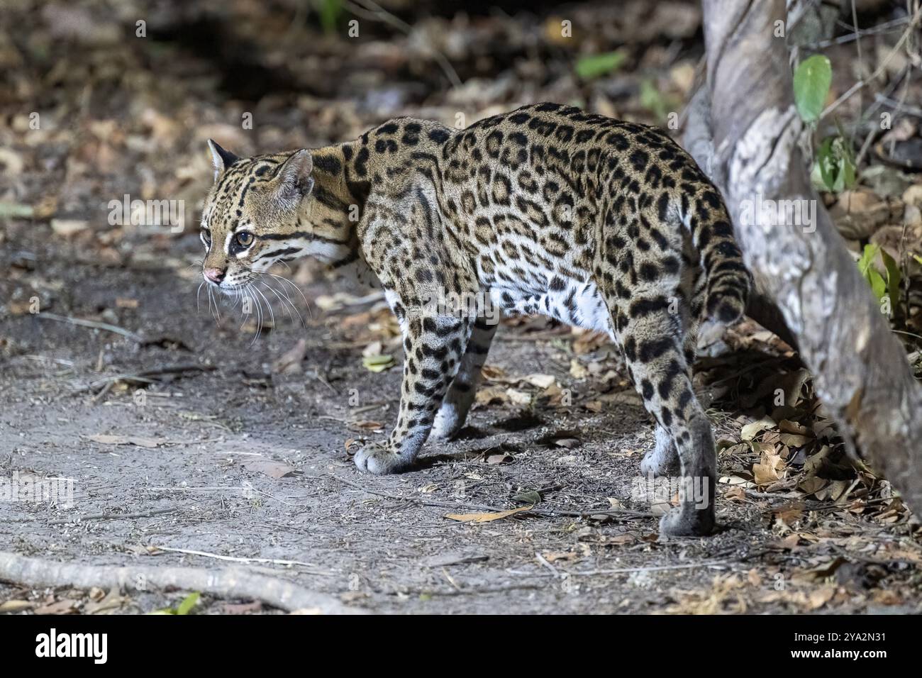 Ocelot (Leopardus pardalis), at night, creeping up, Pantanal, inland ...