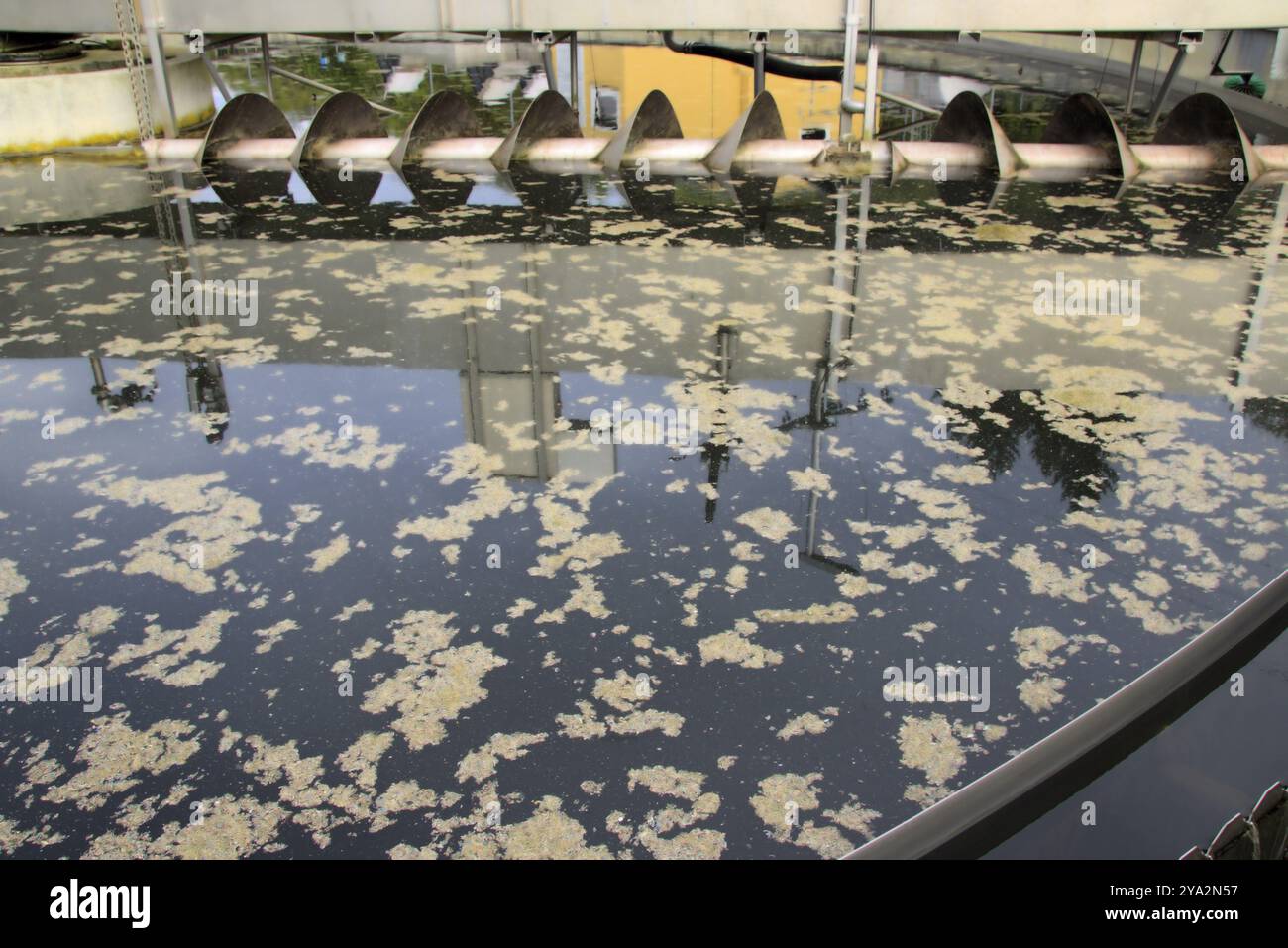 Floating sludge and pollen in the secondary clarifier of a wastewater ...