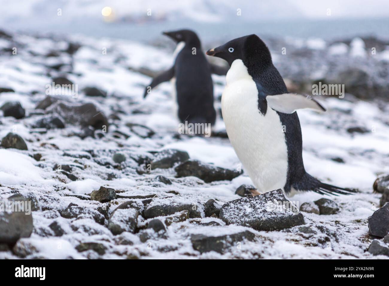 Scene penguins in winter hi-res stock photography and images - Alamy