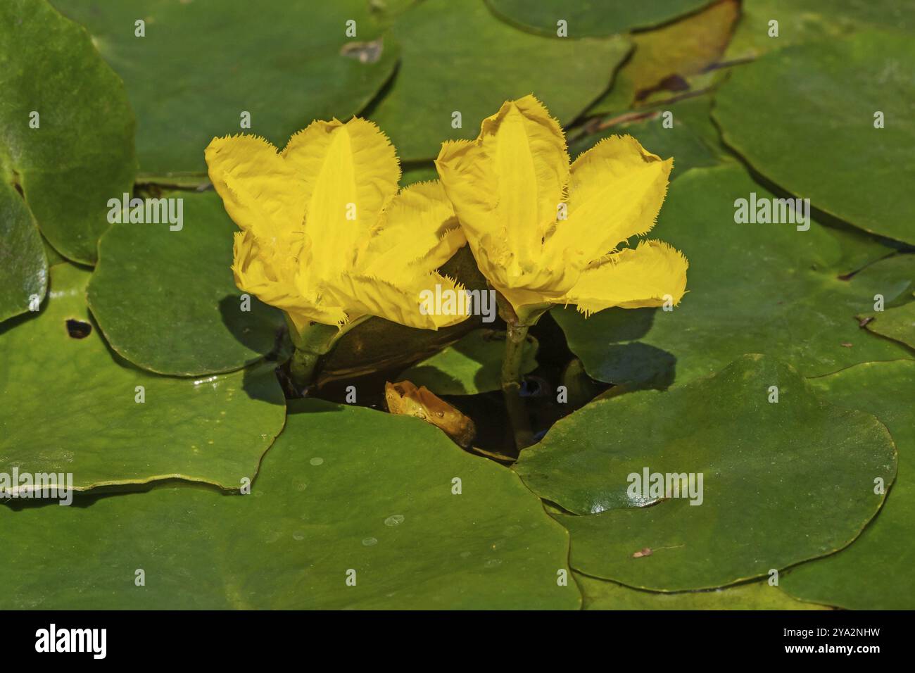 Flowers and leaves of the fringed water lily (Nymphoides peltata ...