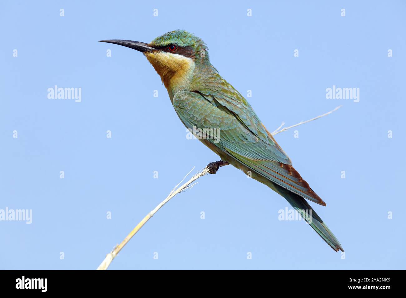 Blue-cheeked Bee-eater, (Merops persicus), family of bee-eaters, bird ...