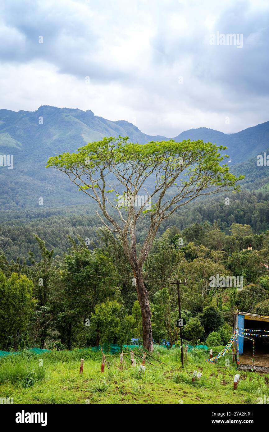 Yellamalai from Gudalur, Tamil Nadu - A Plantation Village in Tamil ...