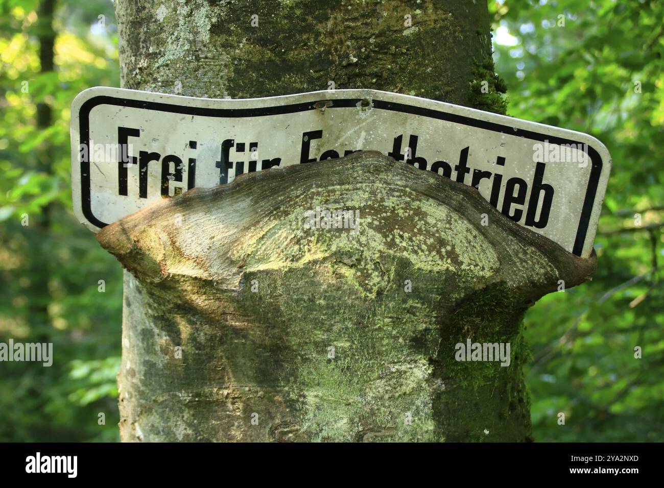Traffic sign has grown into a tree Stock Photo - Alamy
