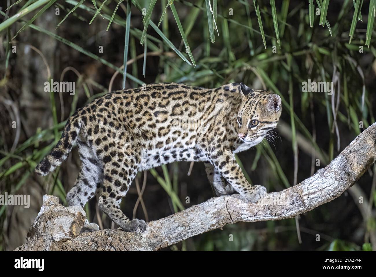 Ocelot (Leopardus pardalis), at night, standing on a branch, looking ...