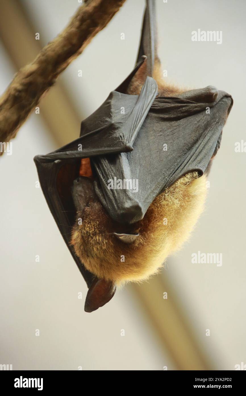 Bat hanging upside down from a branch Stock Photo - Alamy