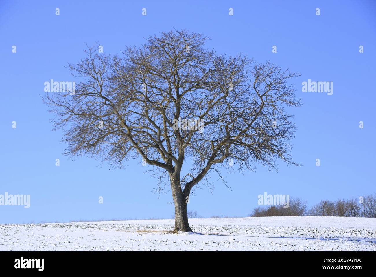Tree no leaves winter hi-res stock photography and images - Alamy