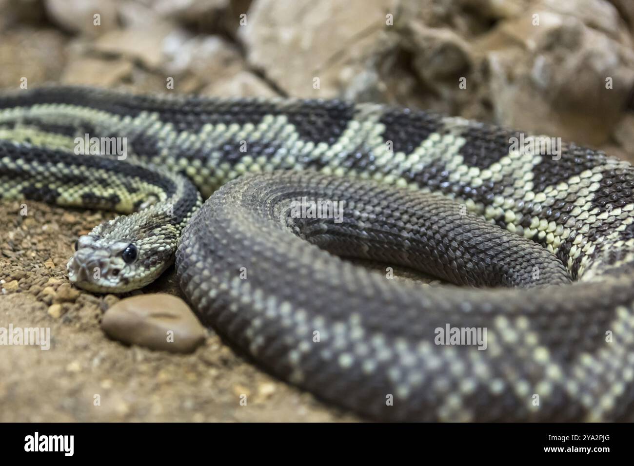 Rattlesnake, Crotalus atrox. Western Diamondback. Dangerous snake Stock ...