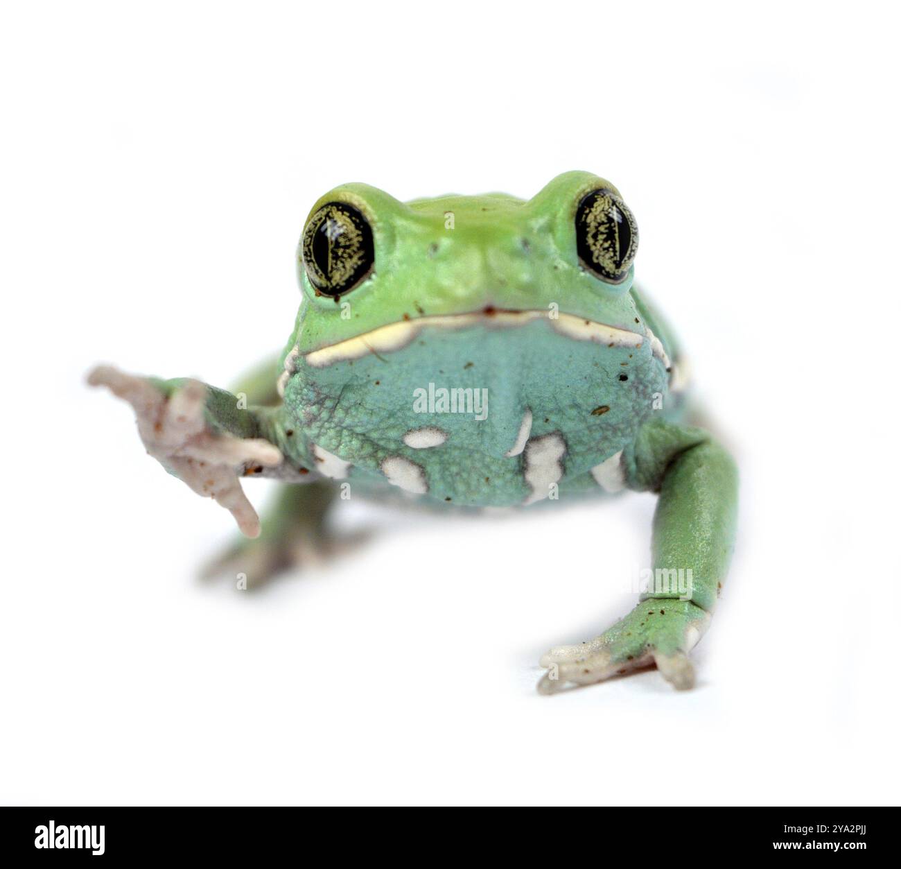 Painted belly monkey frog phyllomedusa sauvagii hi-res stock ...