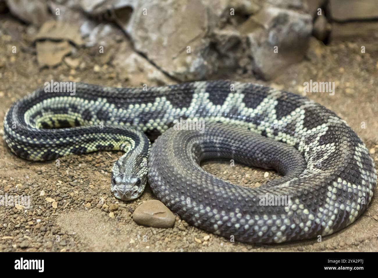 Poisonous western diamondback snake hi-res stock photography and images ...