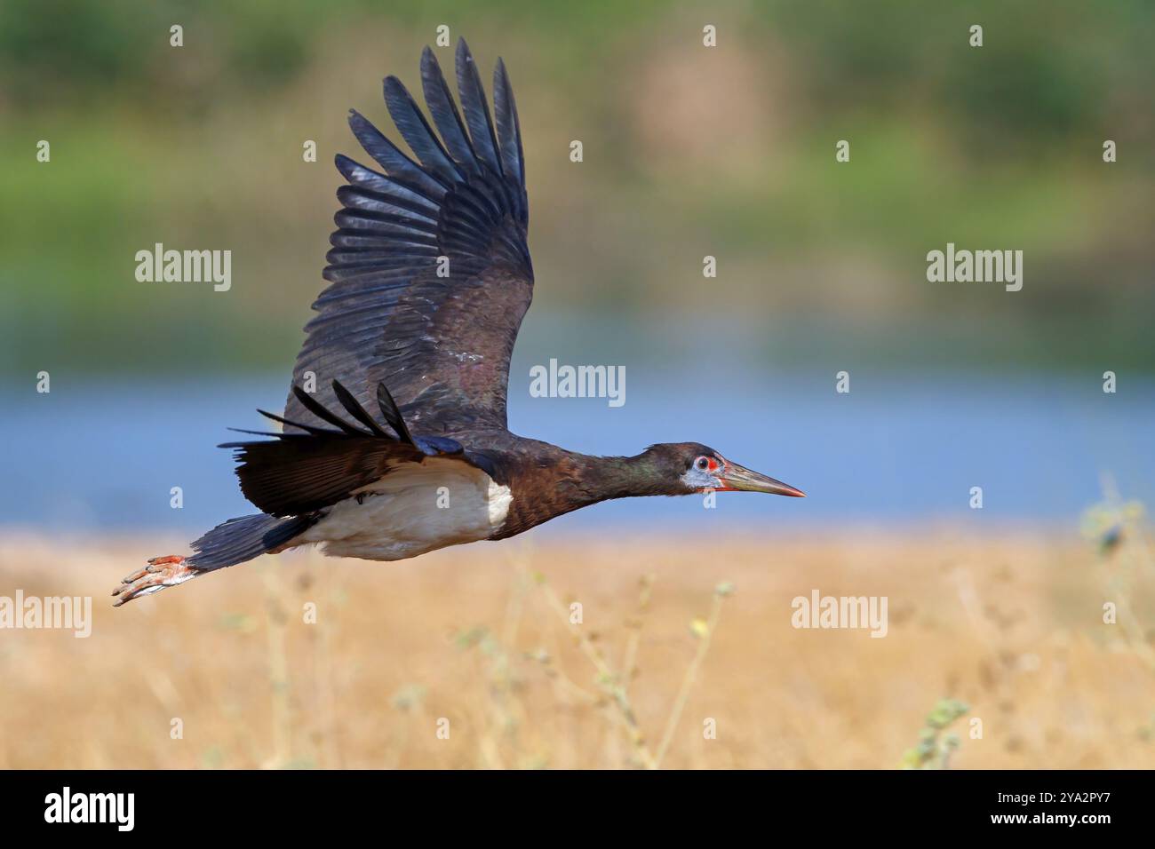 Abdim's stork, rain stork, Abdim, (Ciconia abdimii), African stork ...