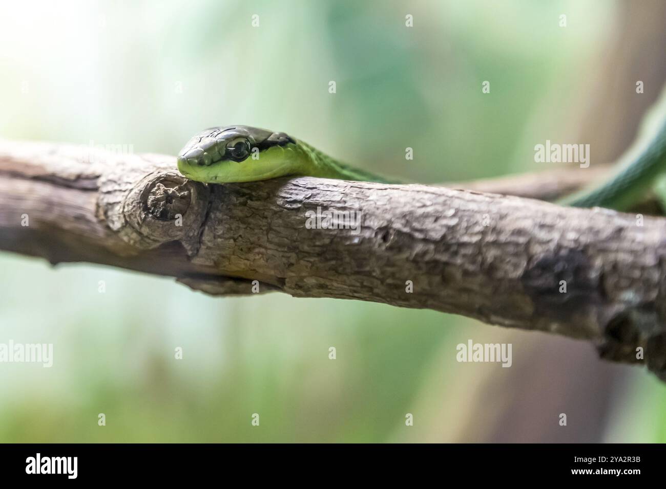 Snakes of south america hi-res stock photography and images - Alamy