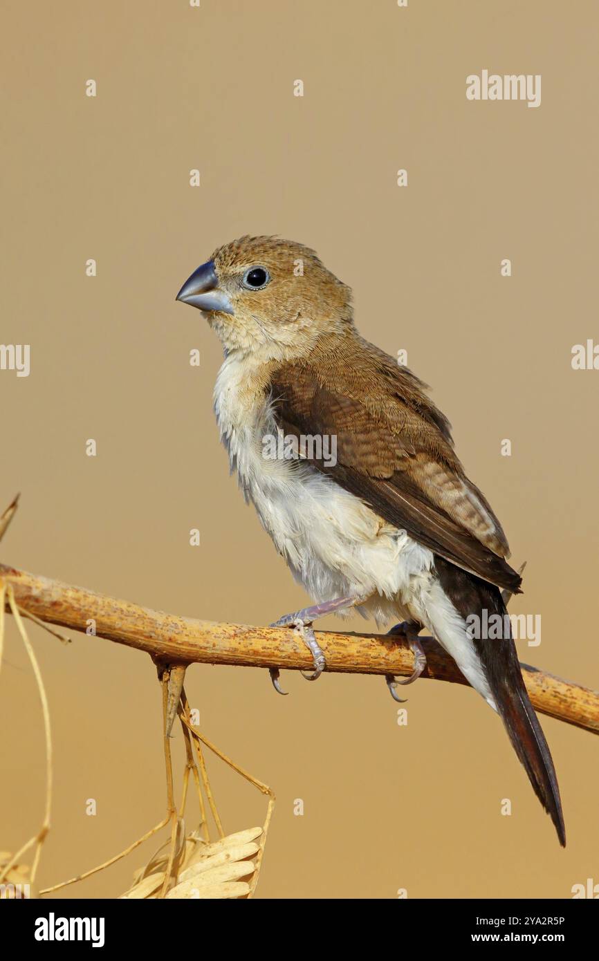 African silverbill, silver beak, silver pheasant, trusting bird ...