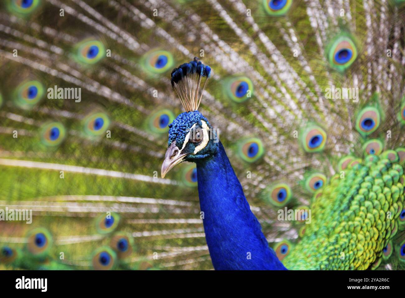 A peacock displays its beautiful feathers in Kauai, Hawaii Stock Photo ...