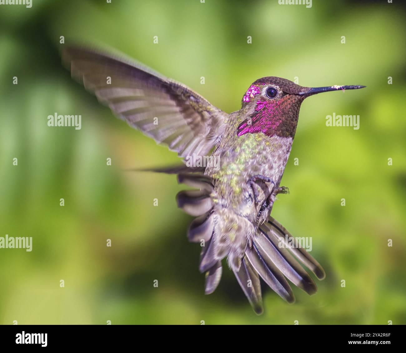 Anna's Hummingbird in Flight, Color Image, Day Stock Photo - Alamy