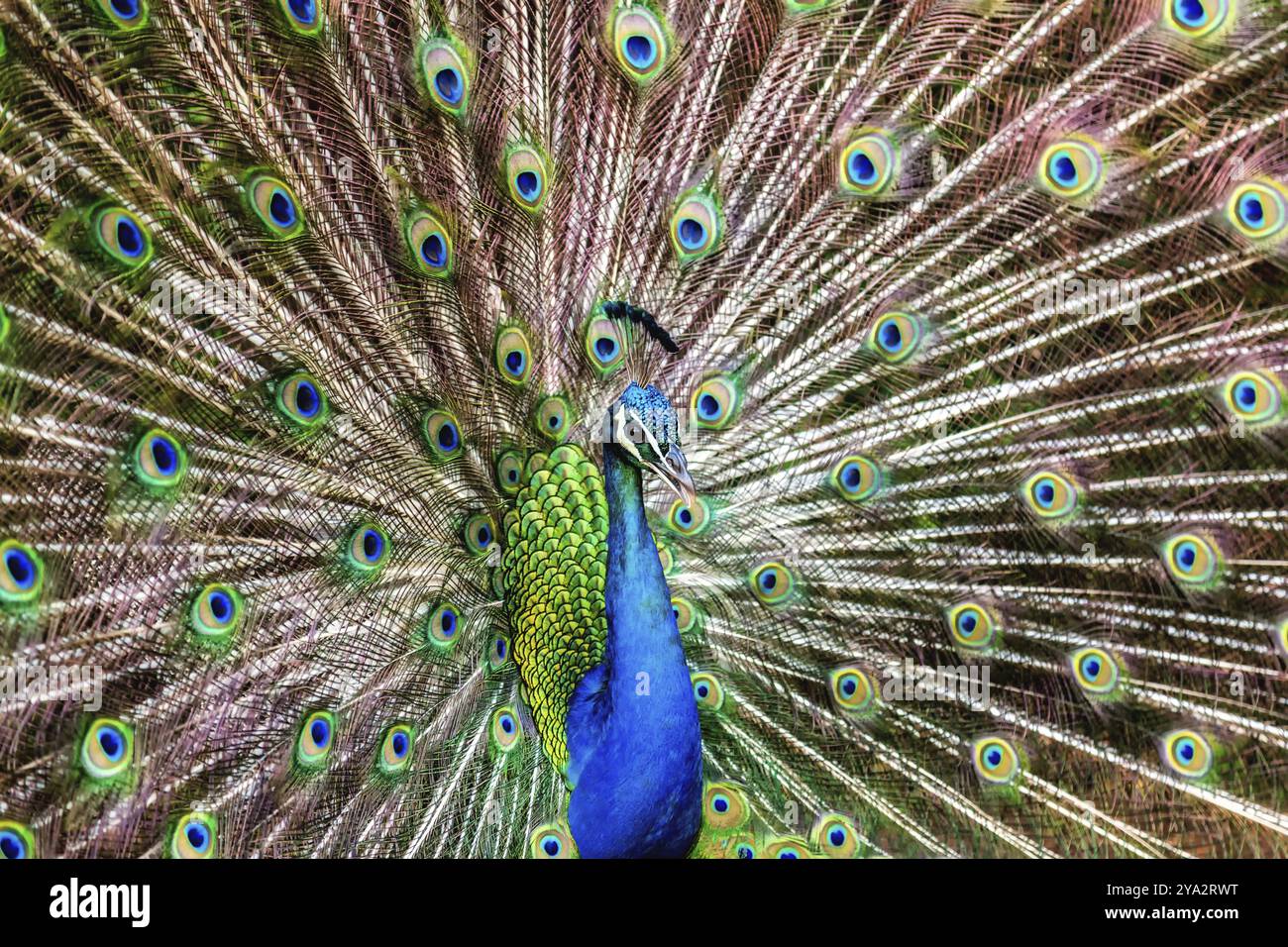 Beautiful peacock in natural environment hi-res stock photography and ...