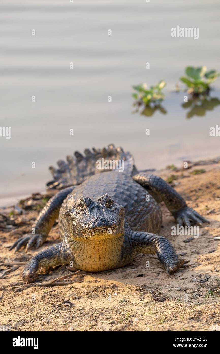Caiman (Caimaninae), Crocodile (Alligatoridae), crocodile (Crocodylia), front view, Pantanal ...
