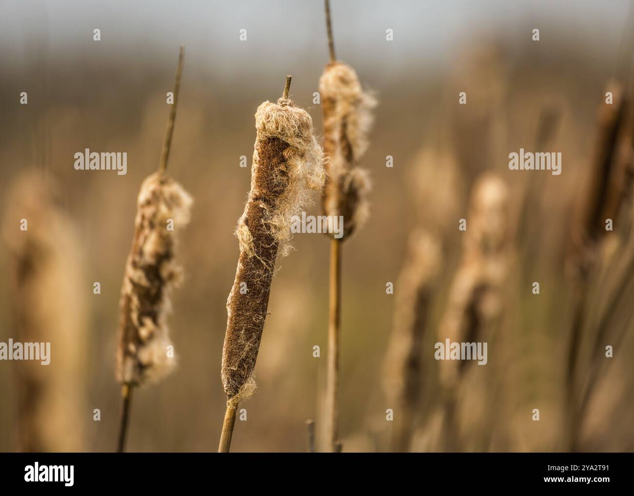 California bulrush hi-res stock photography and images - Alamy