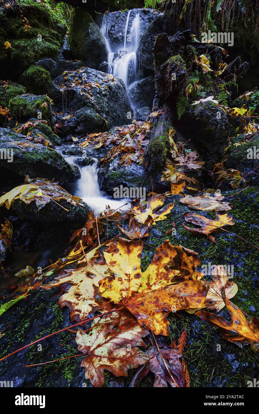 A small waterfall flows around fallen maple leaves in the northern ...