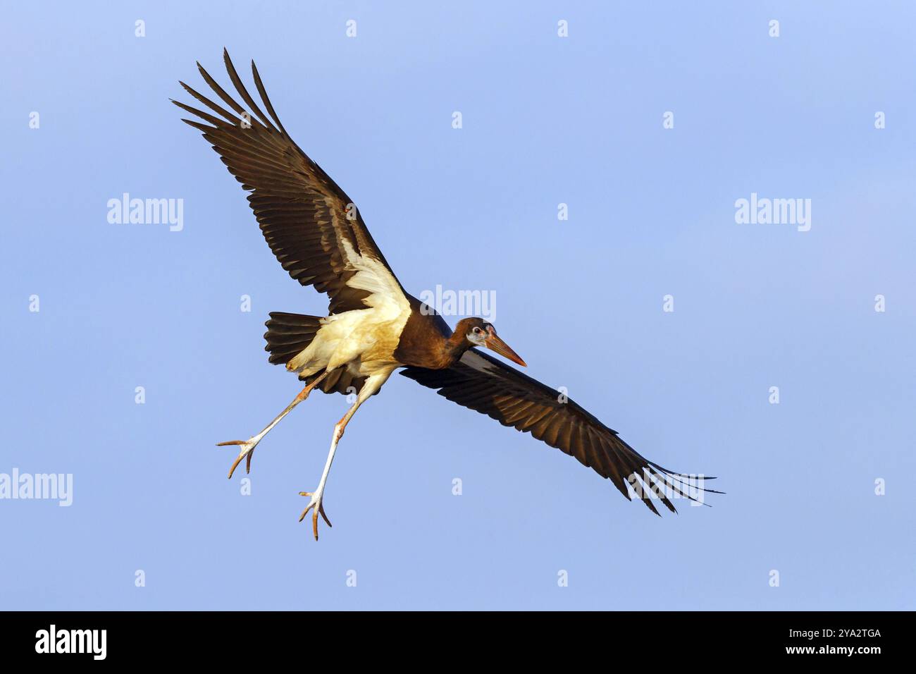 Abdim's stork, rain stork, Abdim, (Ciconia abdimii), African stork ...